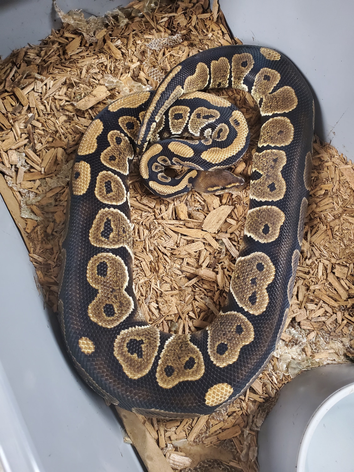 Mahogany Het Monarch Ball Python by Tom Harbin Reptiles - MorphMarket
