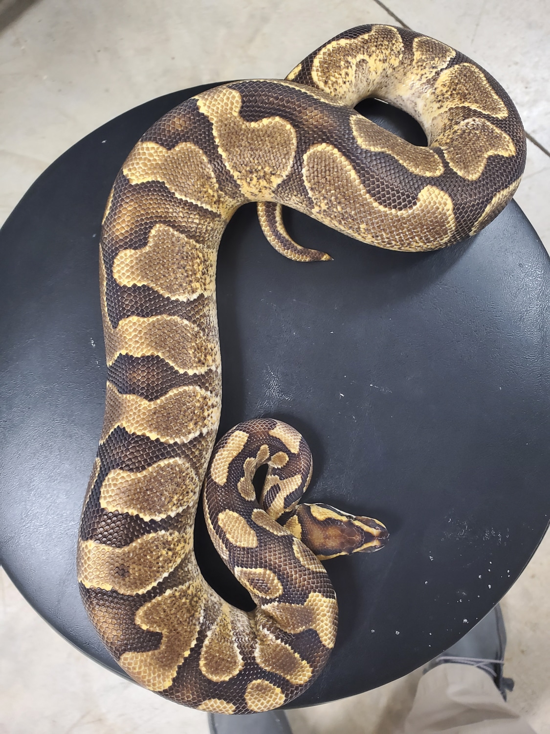 Enchi YB Ph Monarch Ball Python by Tom Harbin Reptiles - MorphMarket