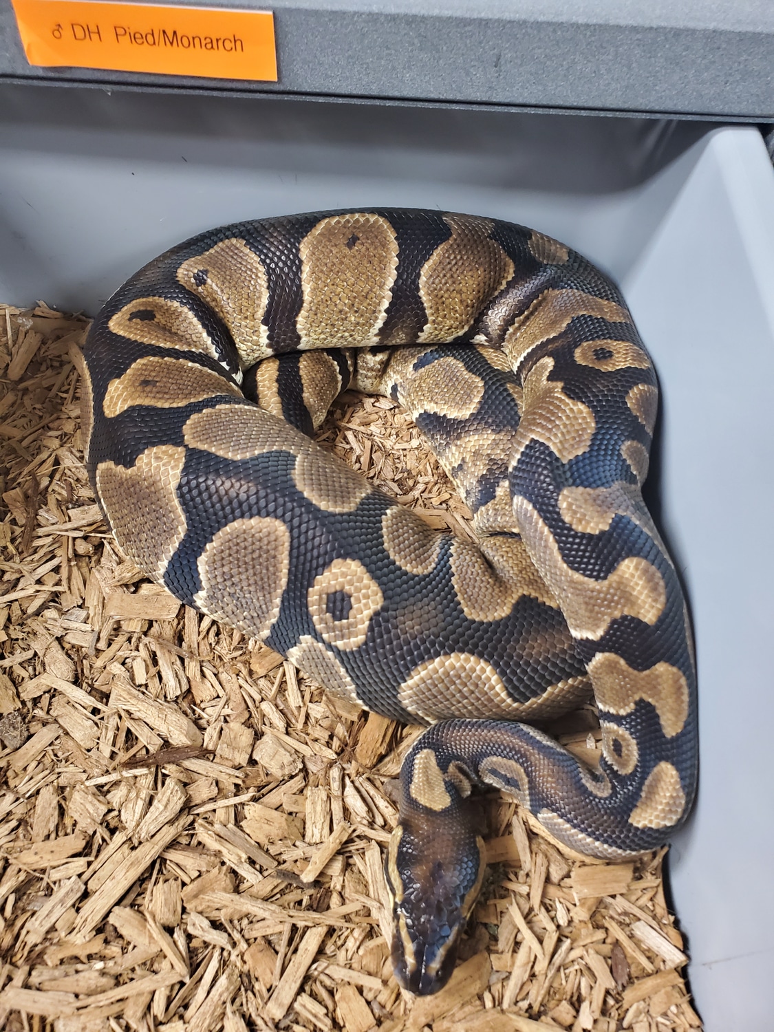 DH Monarch Pied Ball Python by Tom Harbin Reptiles - MorphMarket