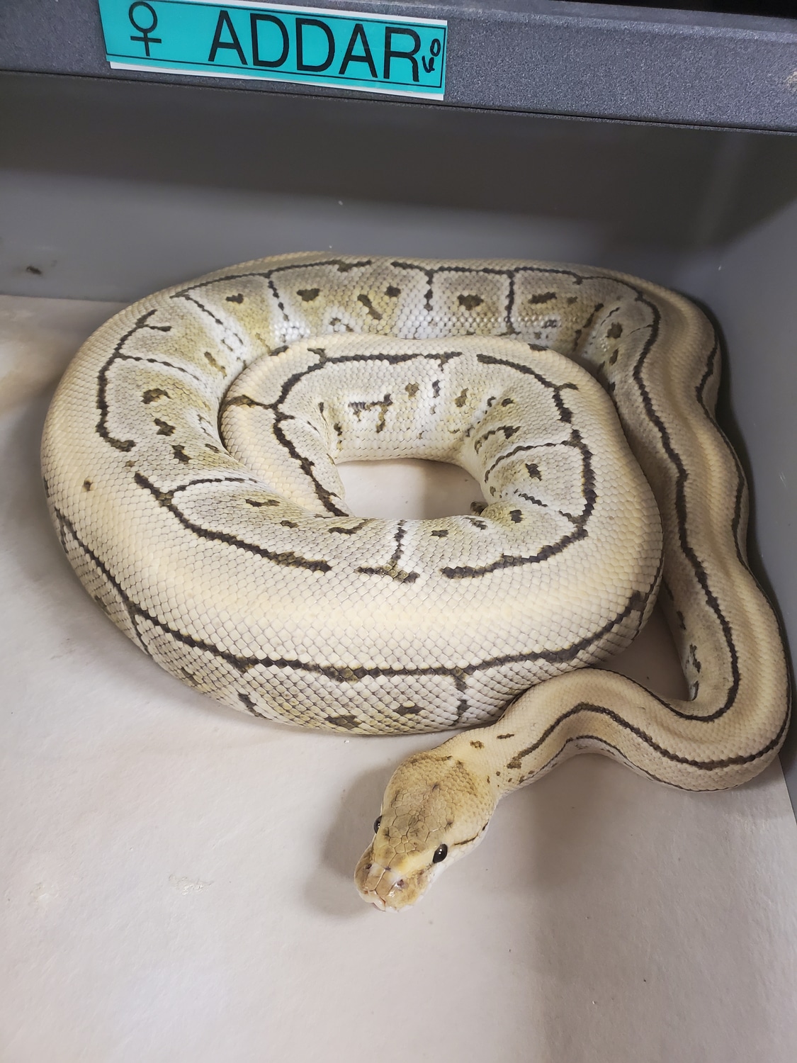 Pastel Desert Ghost Crypton (Addar) Ball Python by Tom Harbin Reptiles - MorphMarket