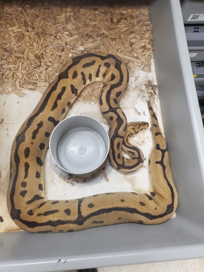 Batman Ball Python by Tom Harbin Reptiles