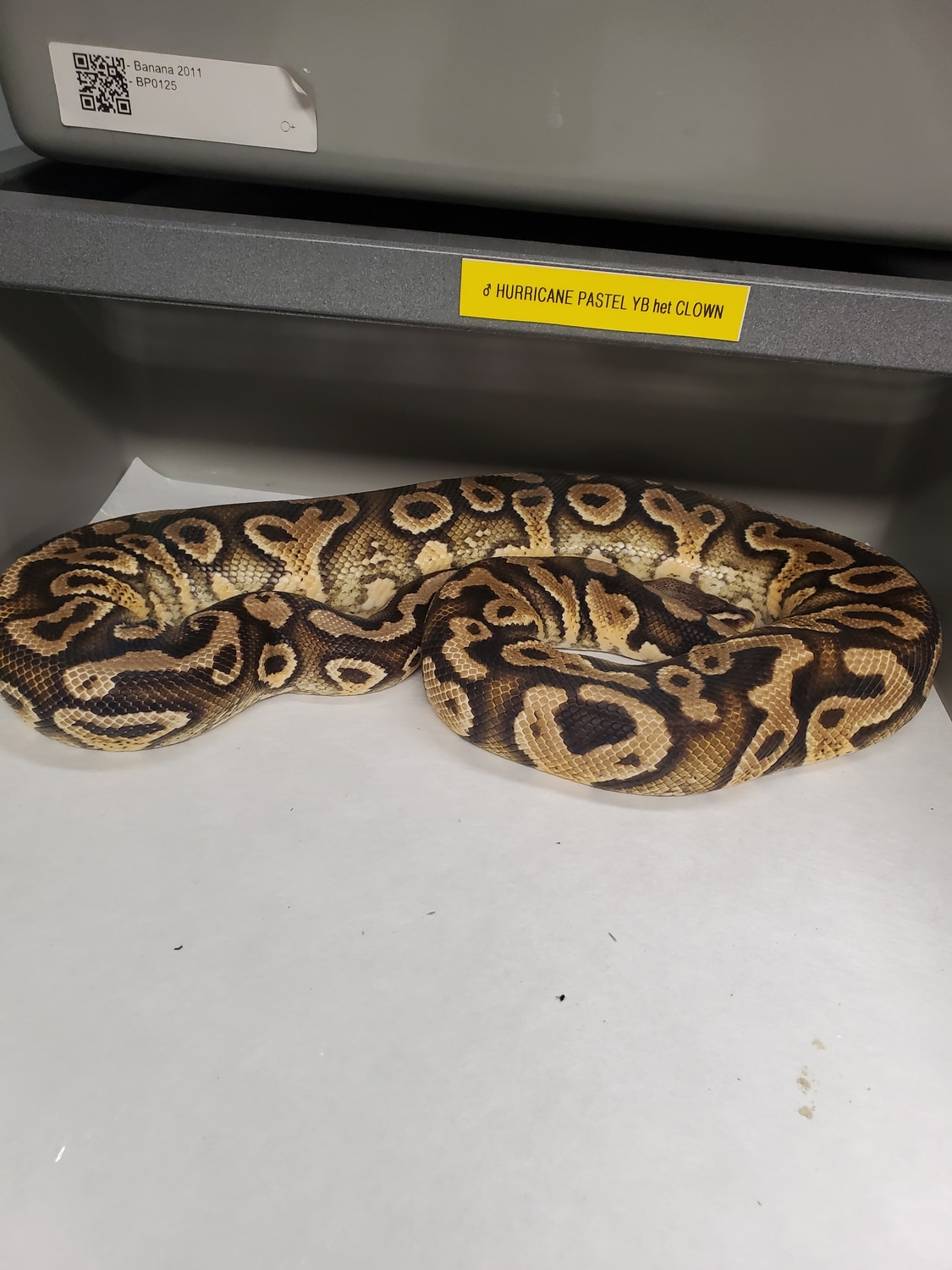 Hurricane Het Desert Ghost Ball Python by Tom Harbin Reptiles - MorphMarket