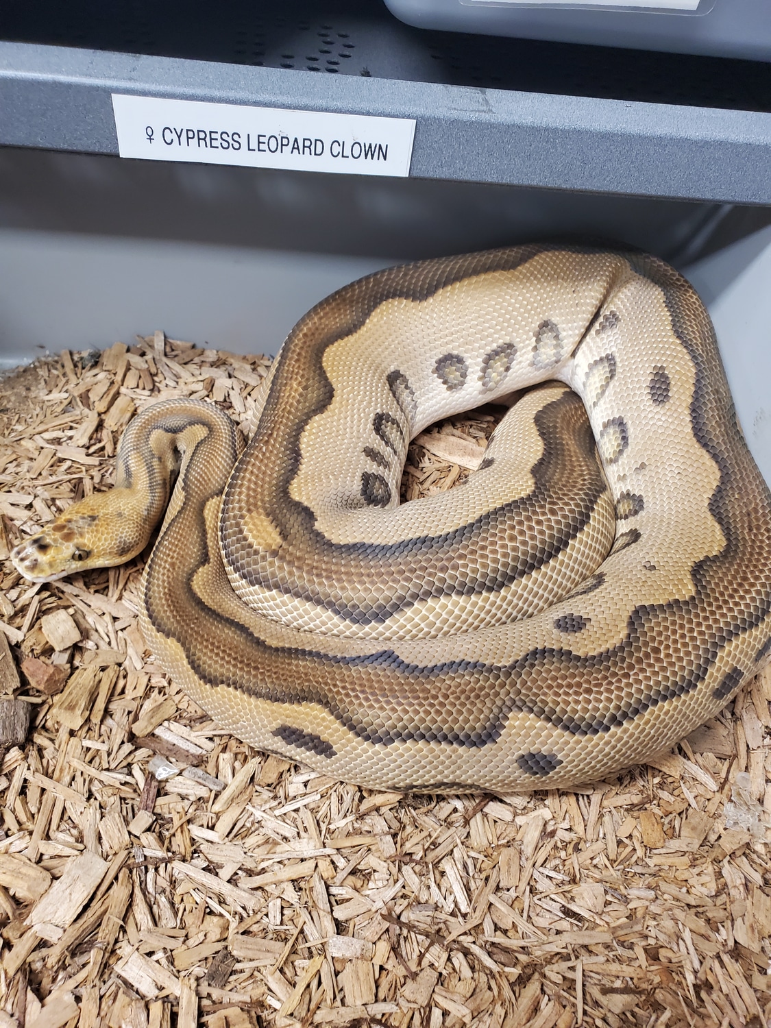 Cypress Leopard Clown Ball Python by Tom Harbin Reptiles - MorphMarket