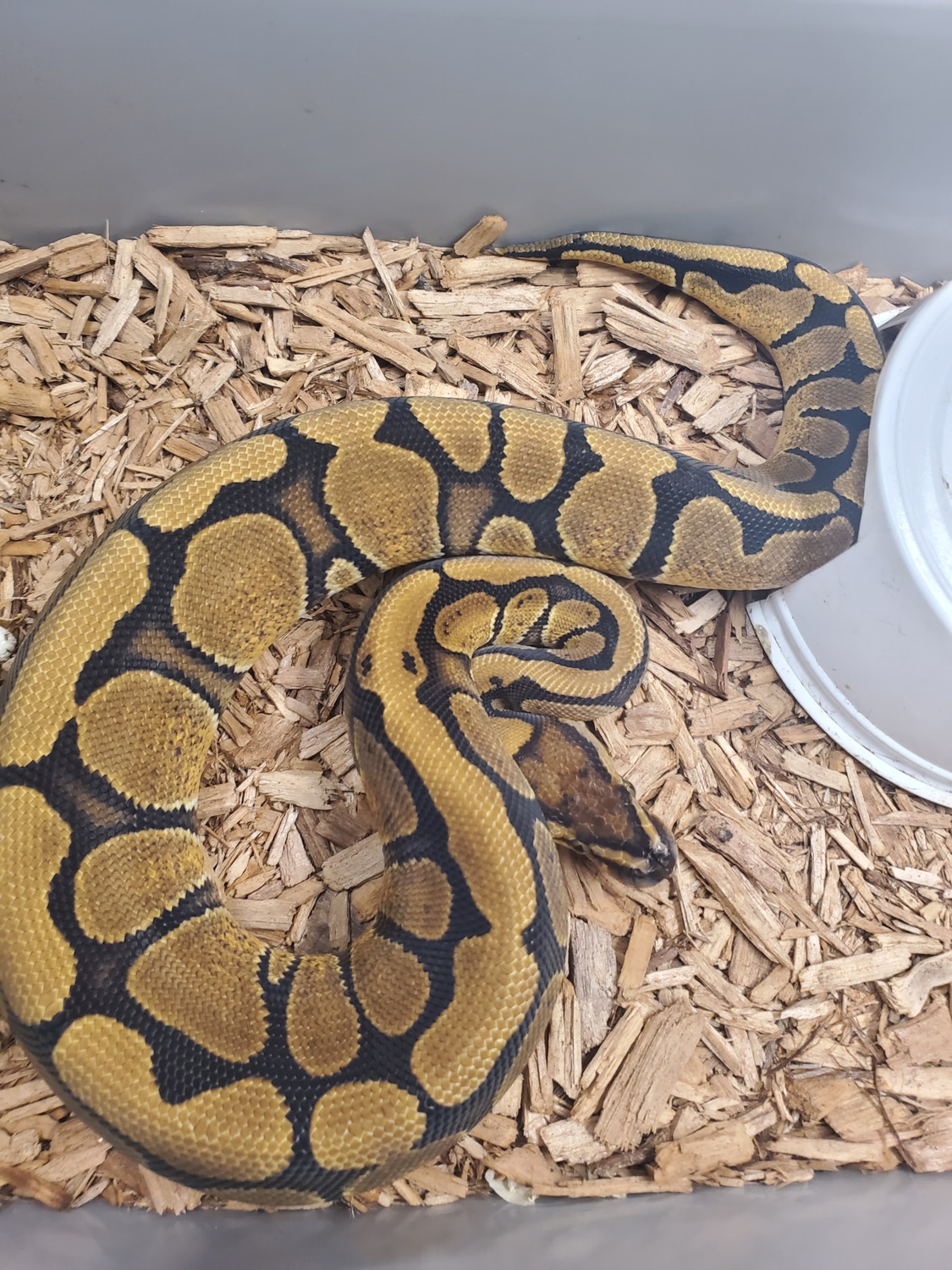 Redstripe DH Clown/Desert Ghost Ball Python by Tom Harbin Reptiles - MorphMarket