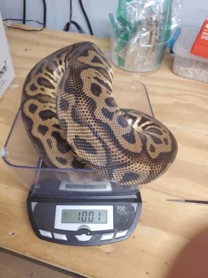 Crypton Yellowbelly Pastel Leopard Het Desert Ghost Ball Python by Tom Harbin Reptiles