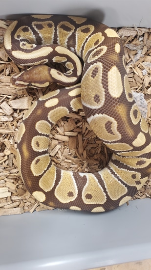 Monarch Het GS Ball Python by Tom Harbin Reptiles