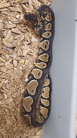 Blackhead Het Monarch Ball Python by Tom Harbin Reptiles