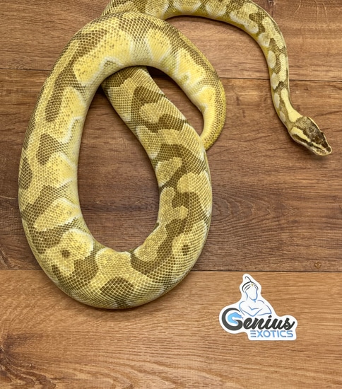 RTB Pastel Enchi Lesser Ball Python by Genius Exotics