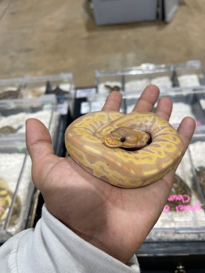 Banana Bongo HRA Ball Python by Genius Exotics
