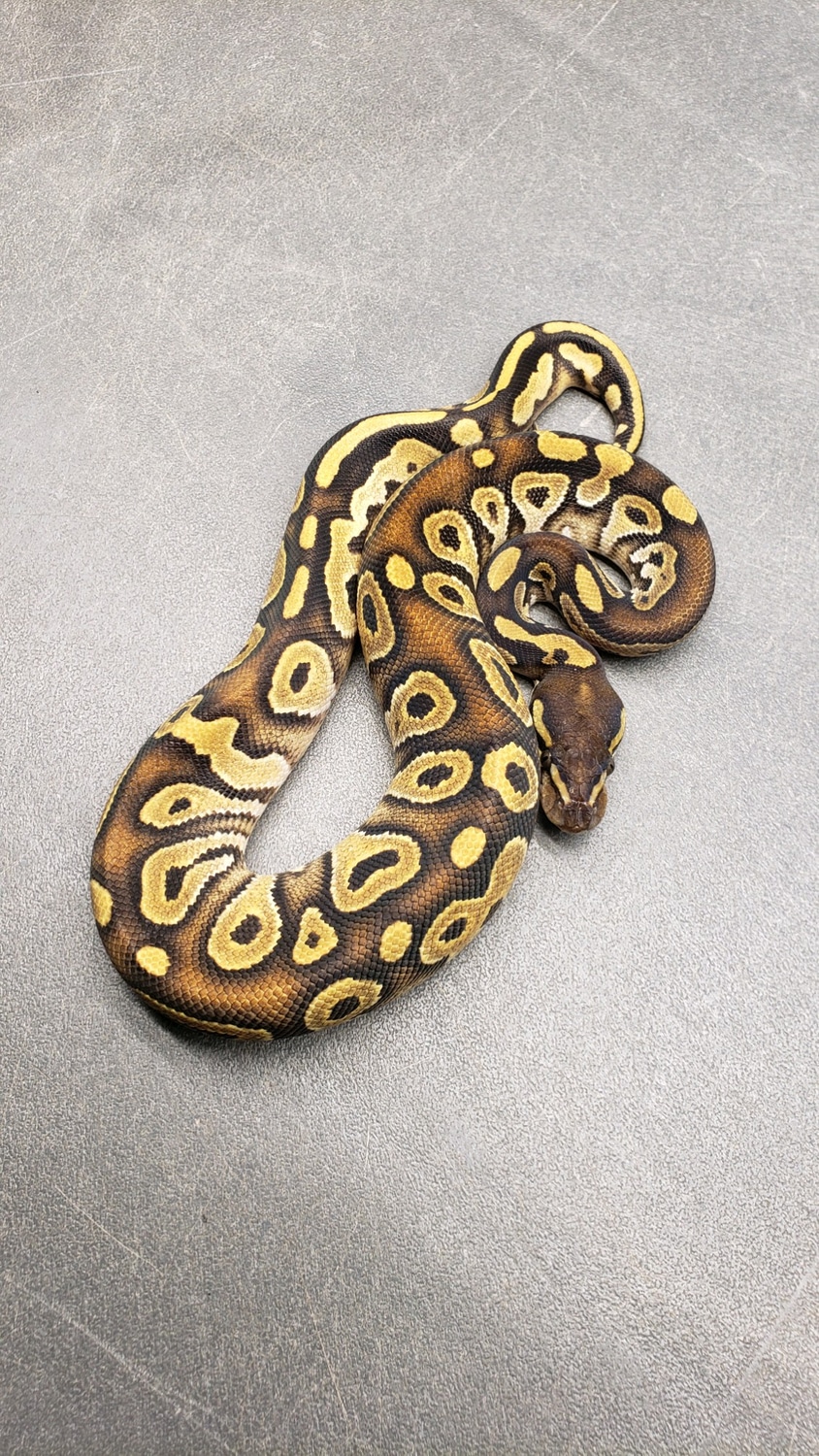 Blackhead Pastel Mojave Prob Red Gene!! Ball Python by Genius Exotics ...
