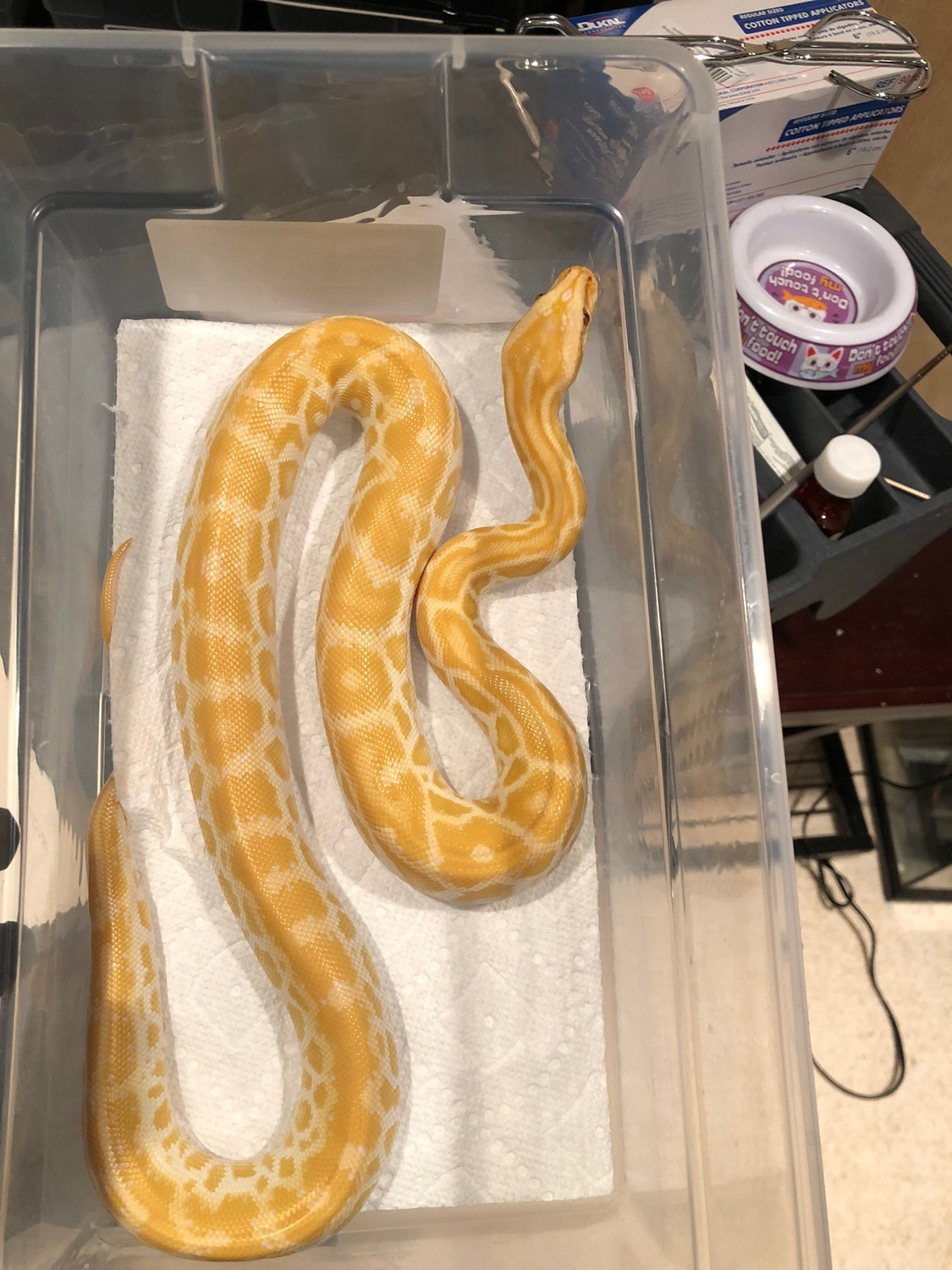 Pearl Burmese Python by D-Rassic Park - MorphMarket