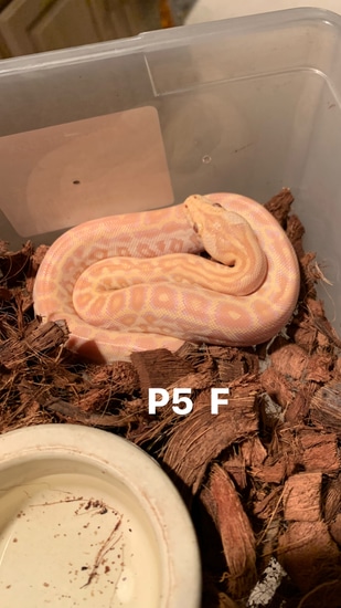 Pearl Het Granite Burmese Python by D-Rassic Park