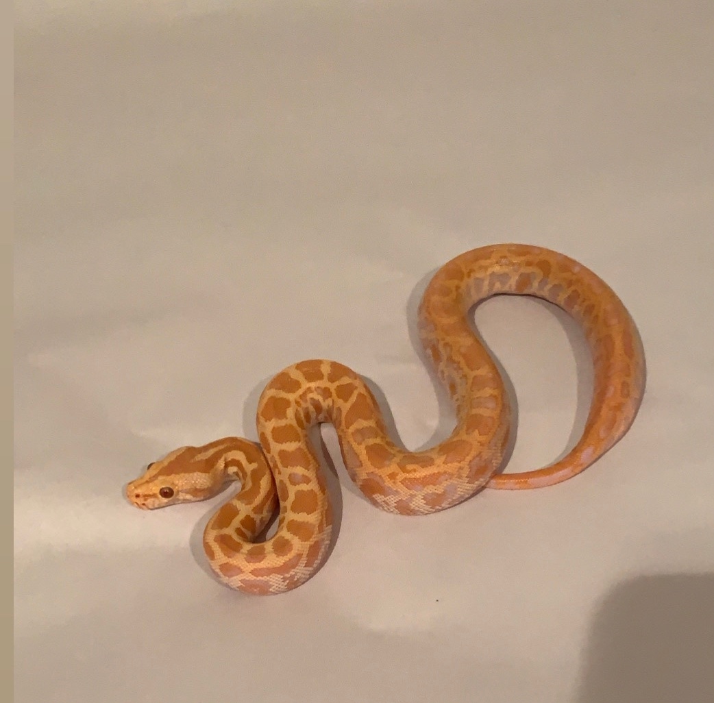 Albino Het Granite Burmese Python by D-Rassic Park - MorphMarket