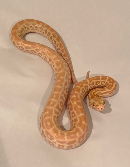 Pearl Het Granite Burmese Python by D-Rassic Park