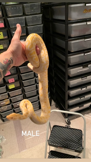 Albino Burmese Python by D-Rassic Park