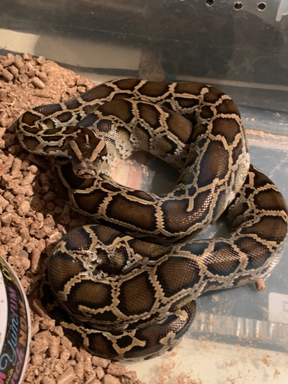 Normal Burm Burmese Python by D-Rassic Park