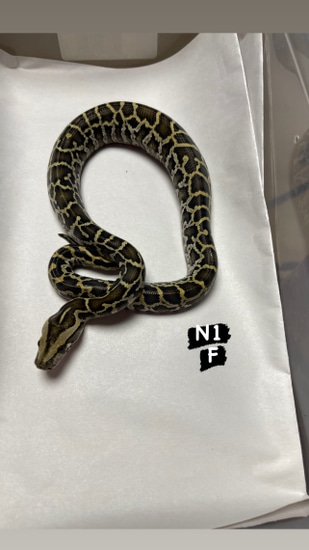 Normal Het Granite 66% Het Albino Burmese Python by D-Rassic Park