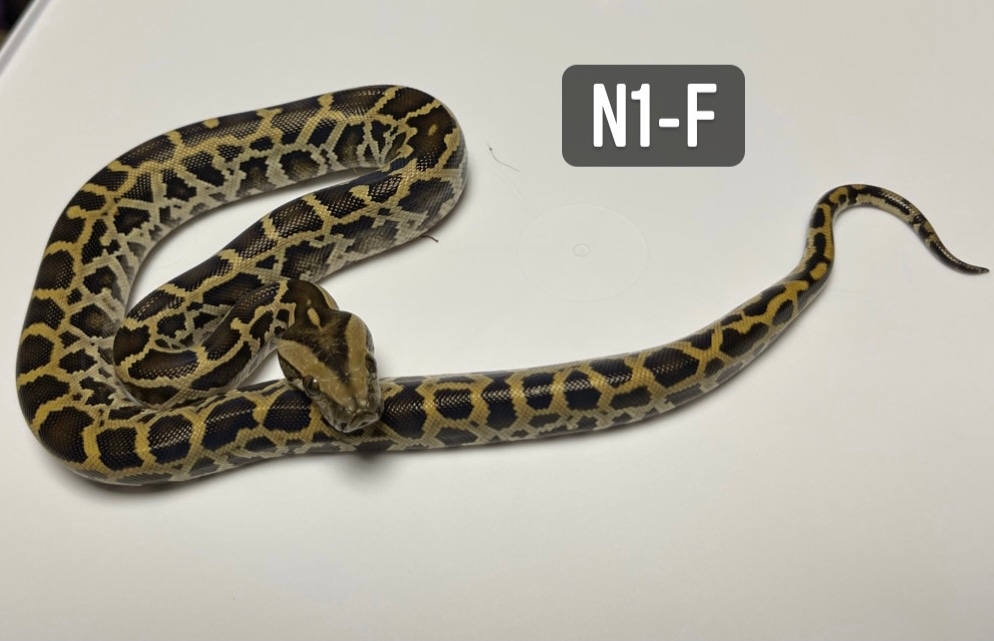 Normal Het Granite Burmese Python by D-Rassic Park - MorphMarket