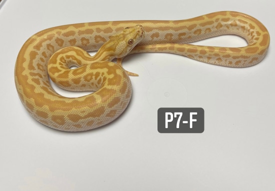 Pearl Het Granite Burmese Python by D-Rassic Park