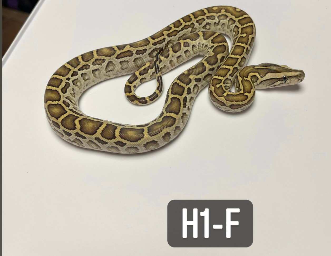 Hypo Het Labyrinth Pos Het Albino/green Burmese Python by D-Rassic Park ...