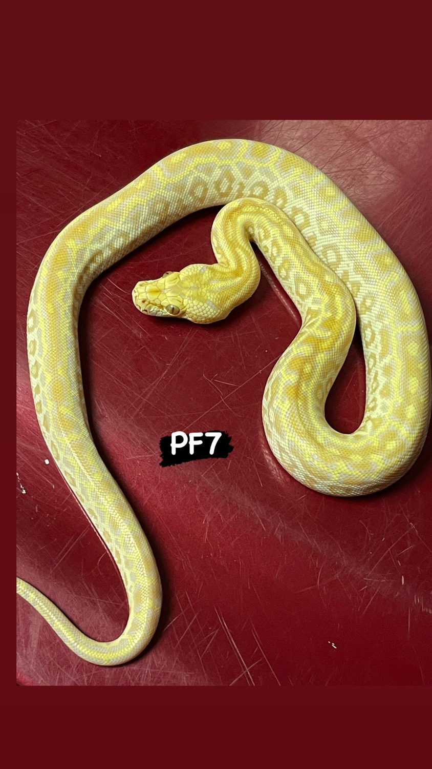 Pearl Het Granite Burmese Python by D-Rassic Park - MorphMarket