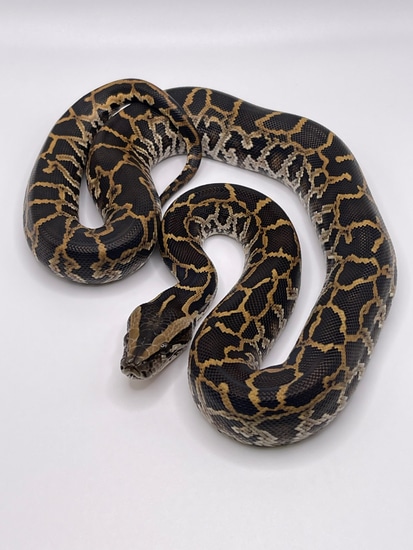 Normal Het LAB 66%het Albino 50%het Green/granite Burmese Python by D ...