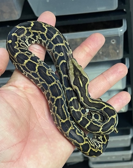 Normal Het Green/granite Pos Het Albino Burmese Python by D-Rassic Park