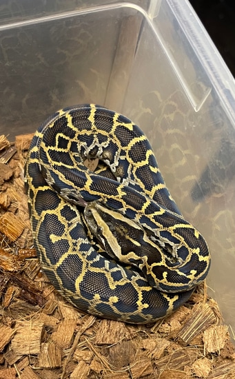 Pet Only-normal Het Lab 66%het Albino 50% Get Green/granite Burmese ...