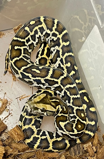 Normal Het Labyrinth Pos Het Albino Green Granite Burmese Python by D ...