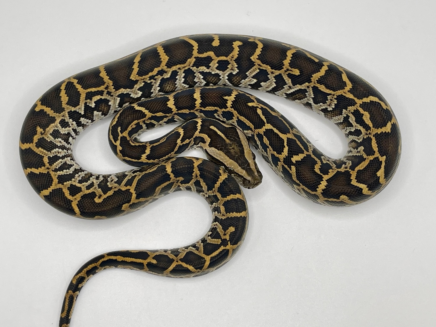 Normal Het LAB Poss Het Albino/green/granite Burmese Python by D-Rassic ...