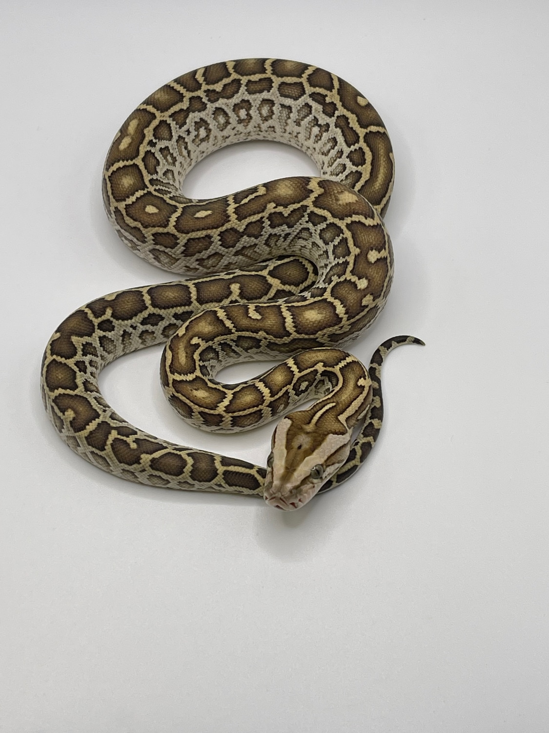 Hypo Het LAB Pos Het Albino/green/granite Burmese Python by D-Rassic ...