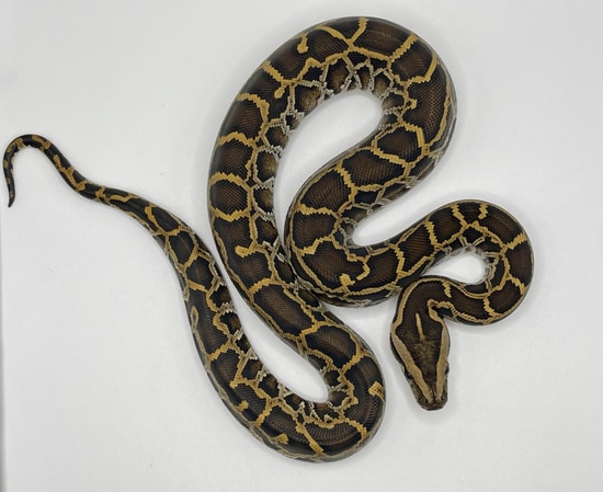 Normal Het LAB Pos Het Albino/green/granite Burmese Python by D-Rassic Park