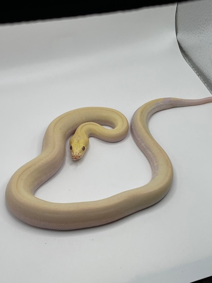 Blizzard Het LAB Pos Het Green/granite Burmese Python by D-Rassic Park