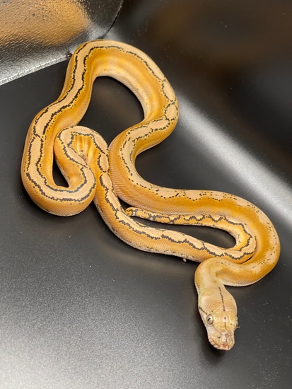 Lemonglow Motley Sunfire Reticulated Python by D-Rassic Park