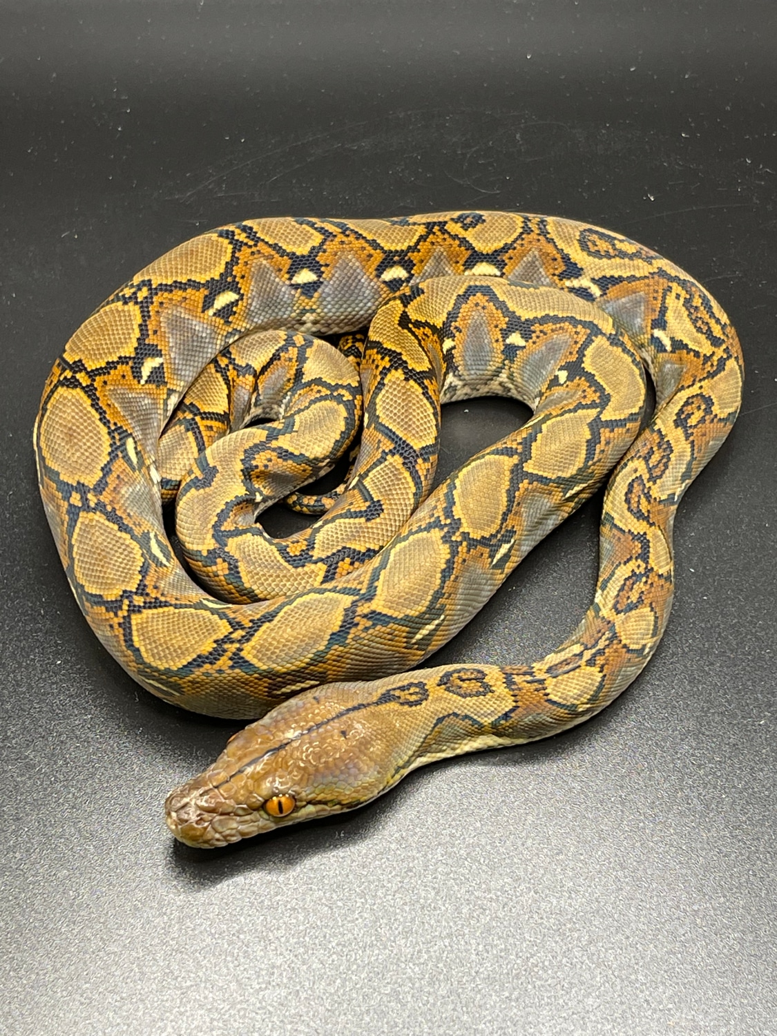 Normal Het Caramel Or Purple Albino Reticulated Python by D-Rassic Park ...