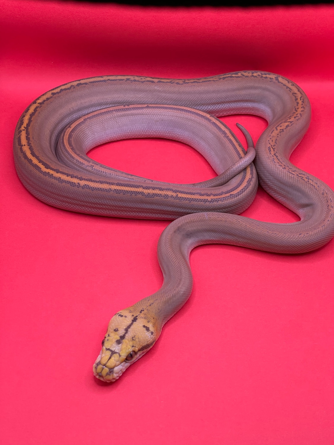 Motley Orangeglow Goldenchild Reticulated Python by D-Rassic Park ...