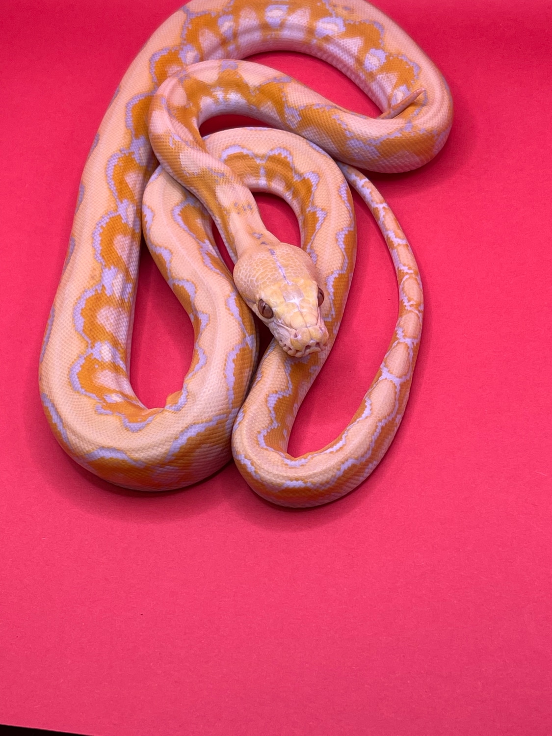 Lavender Albino Reticulated Python by D-Rassic Park - MorphMarket