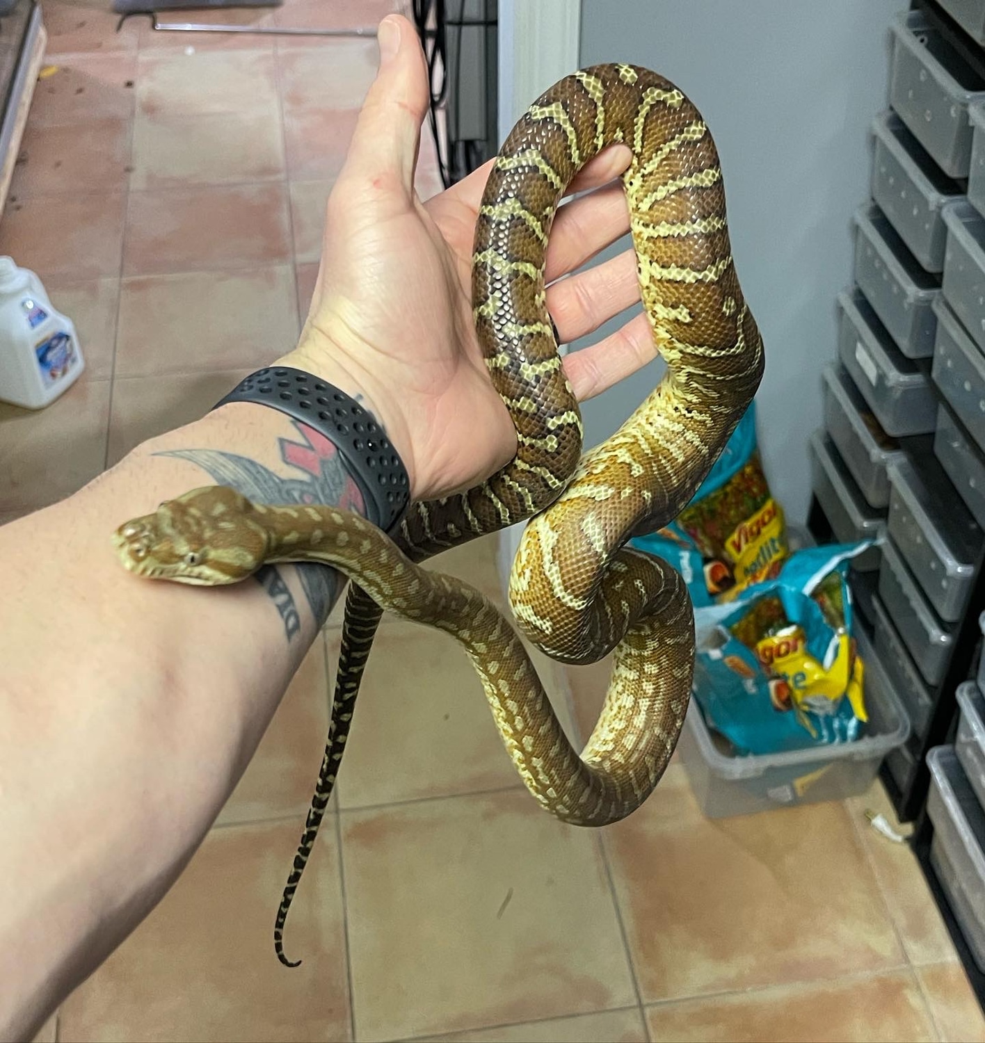 Bredli Centralian Carpet Python by D-Rassic Park - MorphMarket