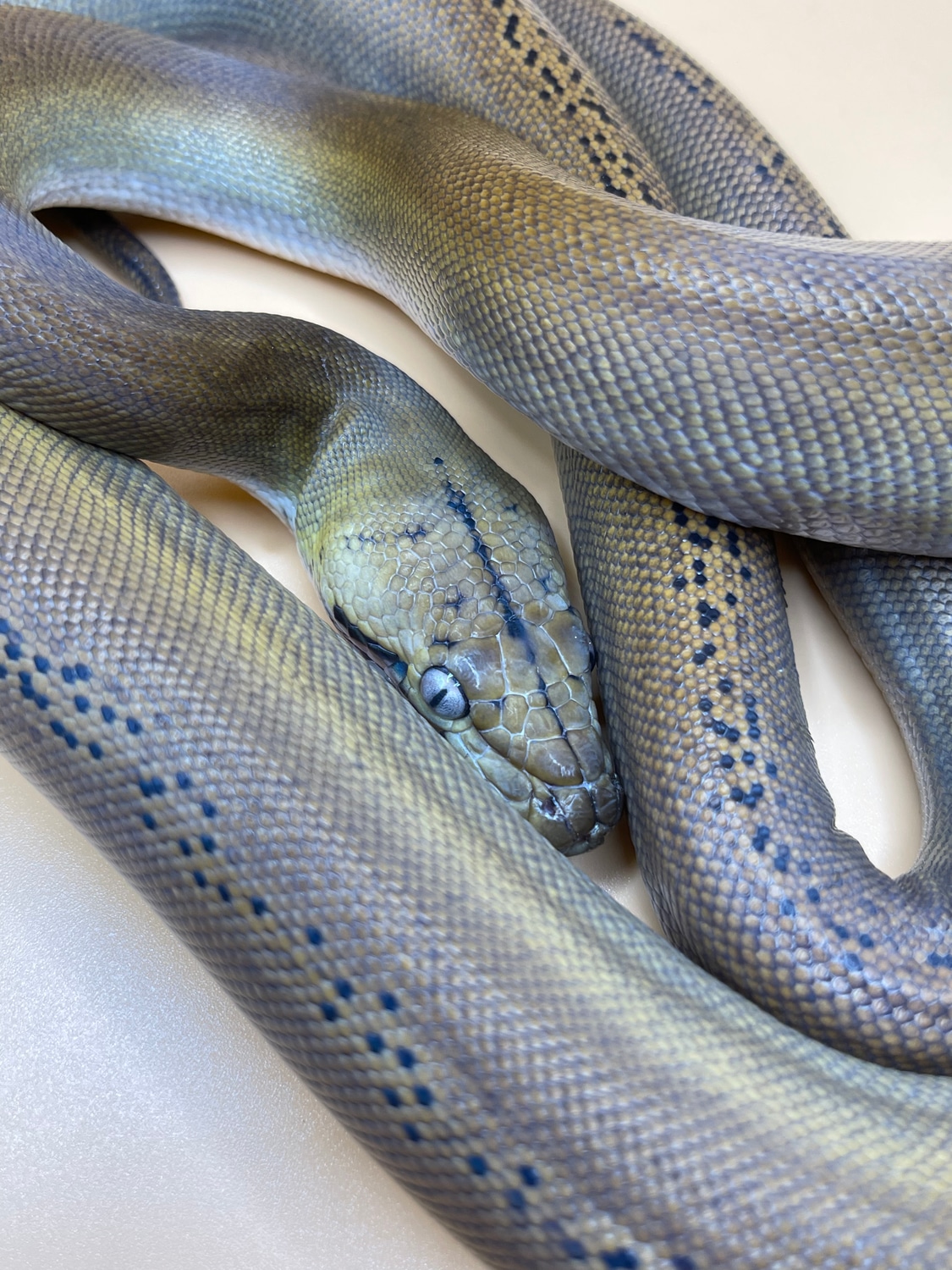 Lemonglow Goldenchild Sunfire Reticulated Python by D-Rassic Park ...