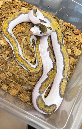 Platinum Pied Pos Het Purple Reticulated Python by D-Rassic Park