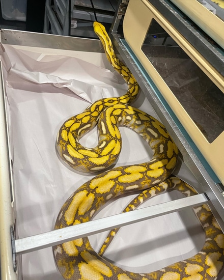 RTB Mochino Tiger Reticulated Python by D-Rassic Park