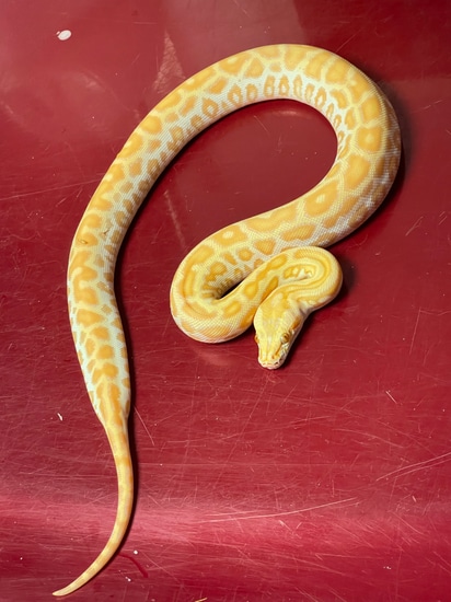 Pearl Het Champagne 50% Het Green/Granite Burmese Python by D-Rassic Park