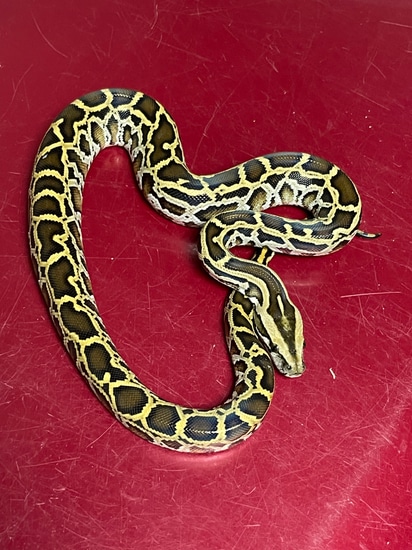 100% Het Champagne/Green/Granite Burmese Python by D-Rassic Park