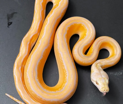 Proven HIGH White Albino Pied Reticulated Python by D-Rassic Park ...