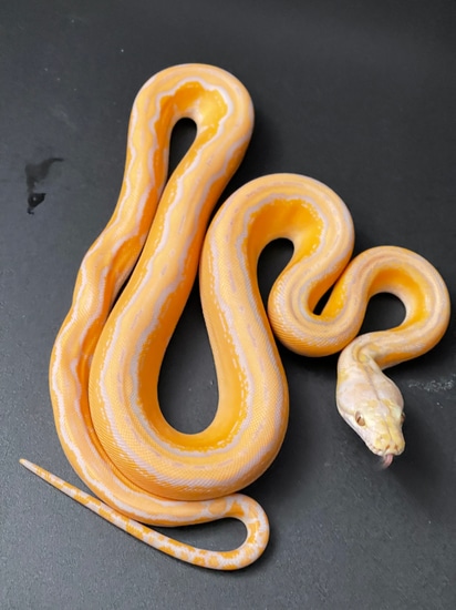 Motley Lavender Lemonglow Reticulated Python by D-Rassic Park