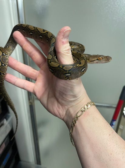 Goldenchild COW Makers Reticulated Python by D-Rassic Park