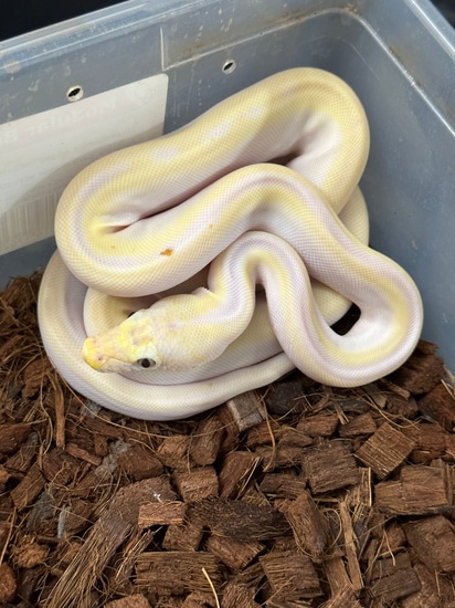 Sunfire Cow Pos Het Genetic Stripe/Albino Reticulated Python by D ...