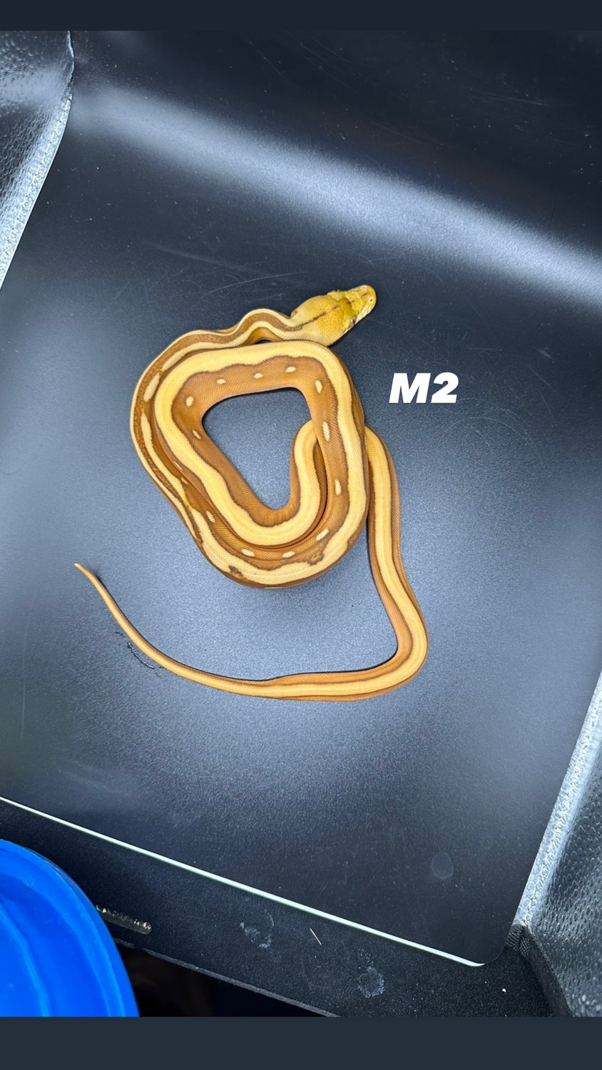 Sunfire OGS Pos Het GS Reticulated Python by D-Rassic Park - MorphMarket