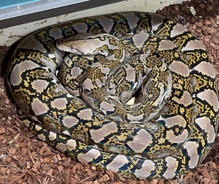 Proven HIGH White Albino Pied Reticulated Python by D-Rassic Park ...