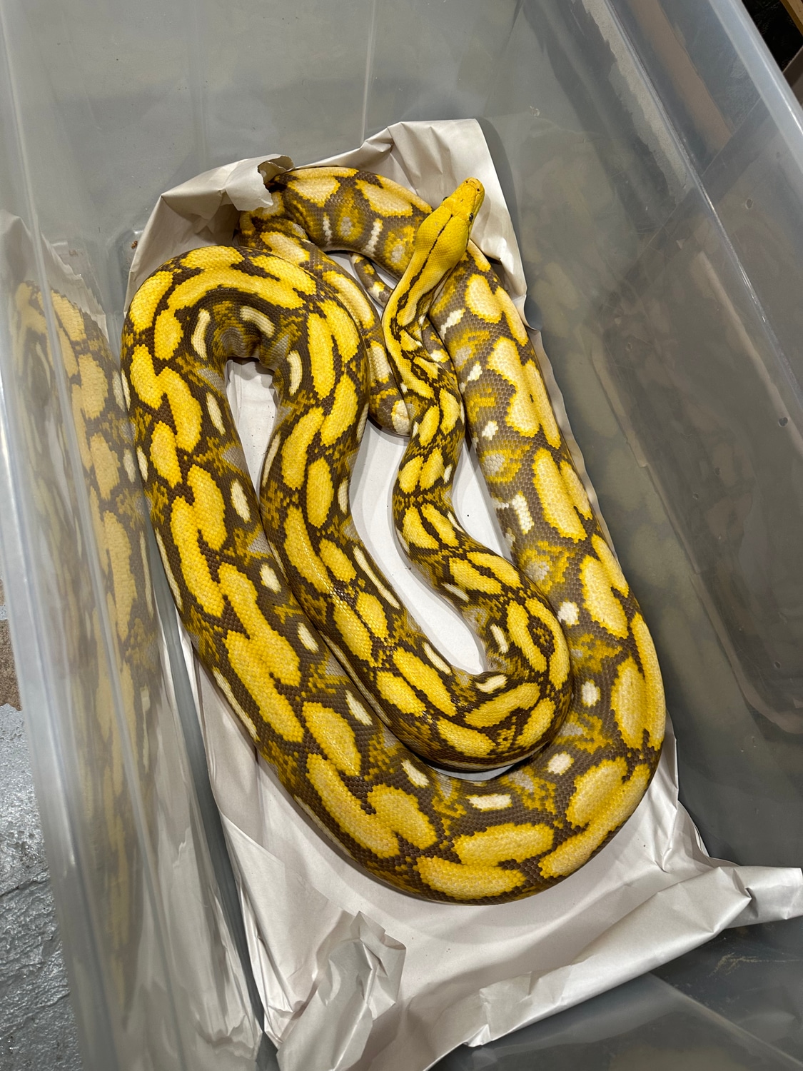 Mochino Tiger Ready For Your Reticulated Python by D-Rassic Park ...